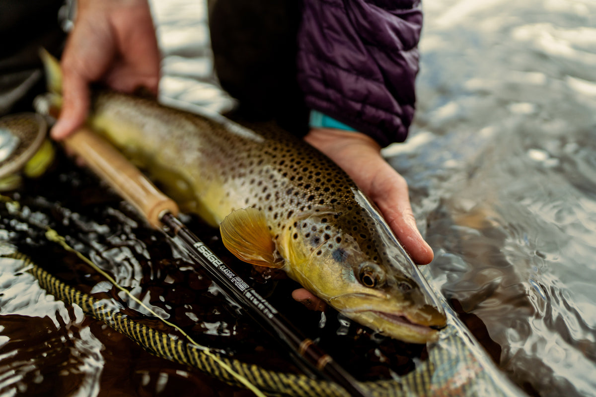 Bear's Den Fly Fishing Co.